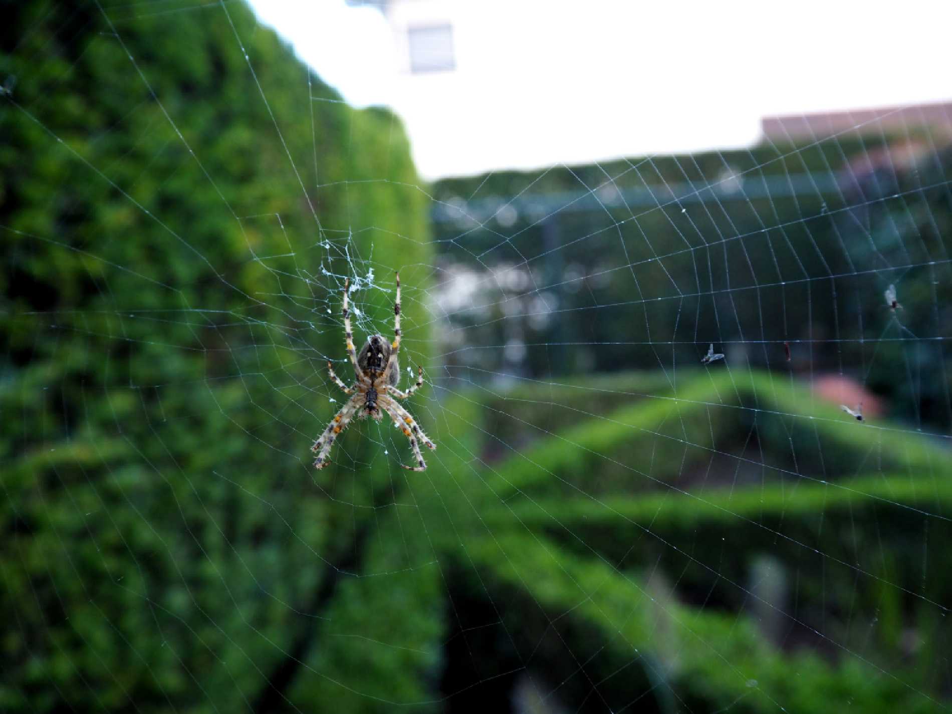 Spider Problem: Do Spiders Crawl on You When You Sleep?
