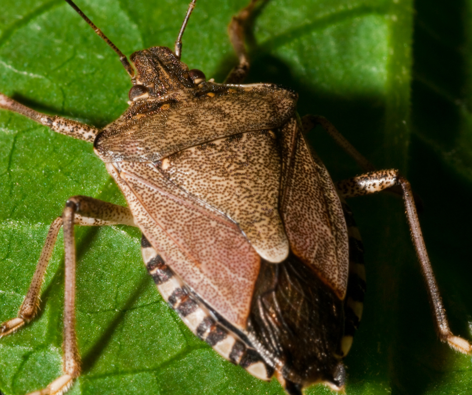 What to Know About the Stink Bug Lifecycle and Eggs | Bigfoot Pest ...