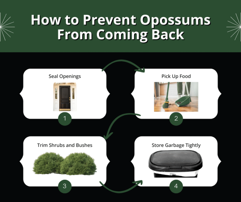 Do Opossums Carry Rabies or Other Serious Diseases? | Bigfoot Pest ...